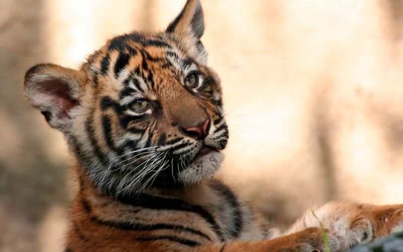 Cat Adopts Two Tiger Cubs And Years Later Their Journey Comes Full Circle