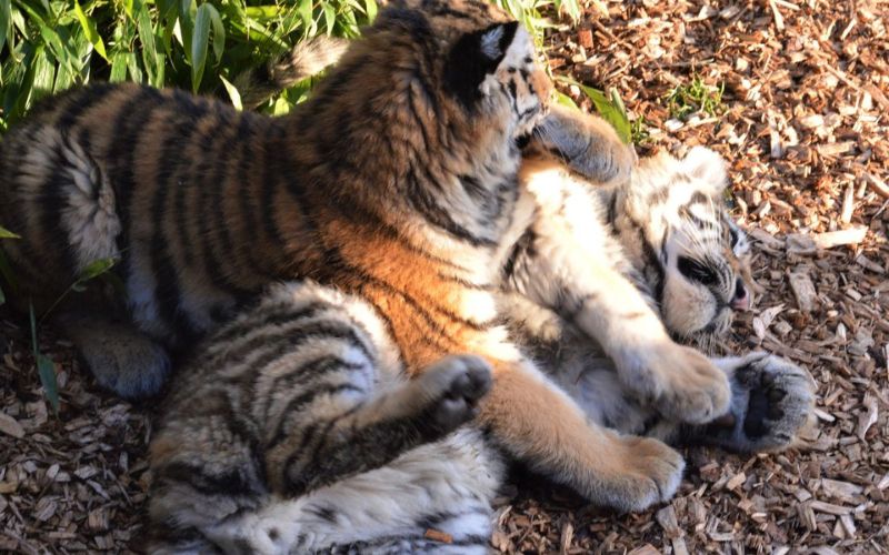 Cat Adopts Two Tiger Cubs And Years Later Their Journey Comes Full Circle