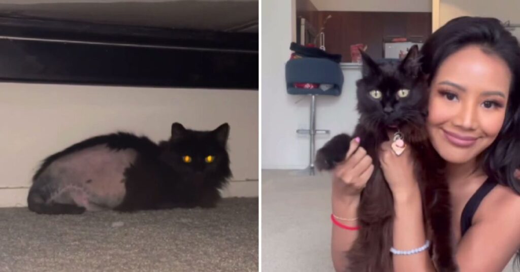 Cat With Cancer Miraculously Surpasses Her Six-Month Mark, Proving That ...