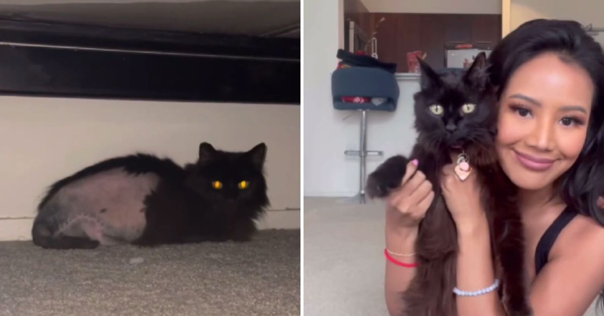 Cat With Cancer Miraculously Surpasses Her Six-Month Mark, Proving That ...