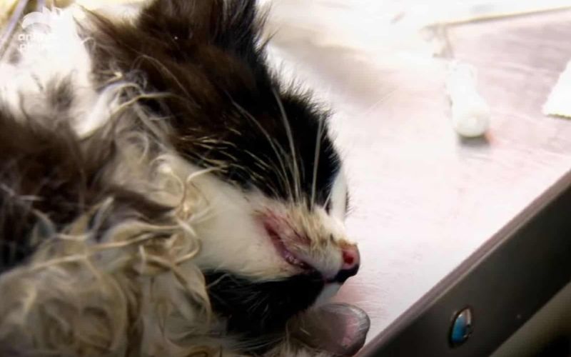 Construction Worker Saves Frozen Kitten in Heartwarming Rescue