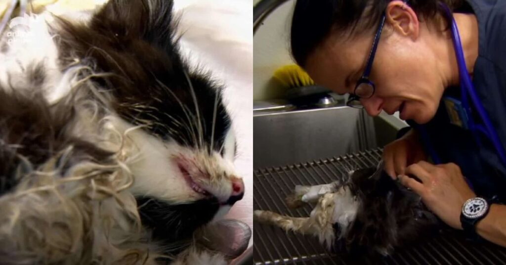 Construction Worker Saves Frozen Kitten in Heartwarming Rescue