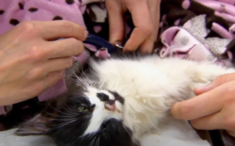 Construction Worker Saves Frozen Kitten in Heartwarming Rescue