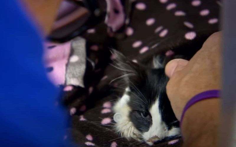 Construction Worker Saves Frozen Kitten in Heartwarming Rescue