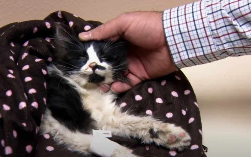 Construction Worker Saves Frozen Kitten in Heartwarming Rescue