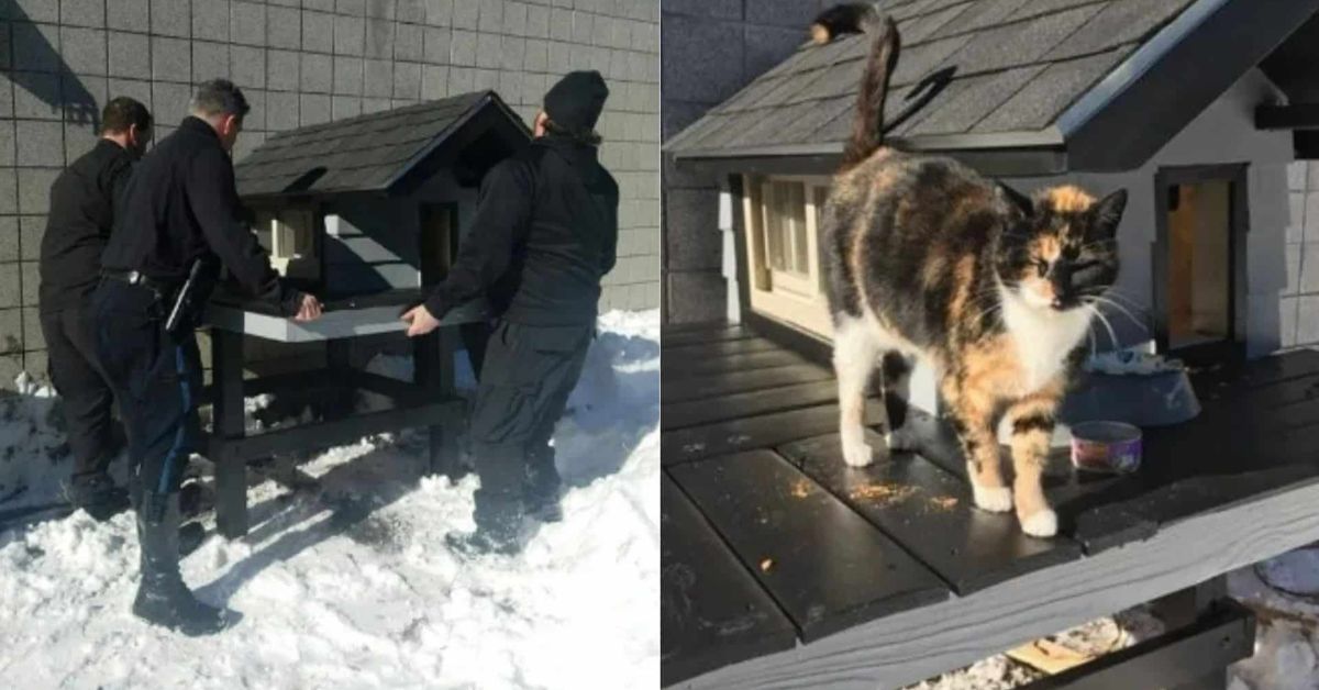 Cops Prepare An Amazing Surprise For A Homeless Cat That Kept Visiting Them