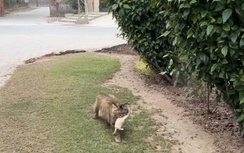 Desperate Mother Cat Brings Her Severely Sick Kittens To A Man She Trusts