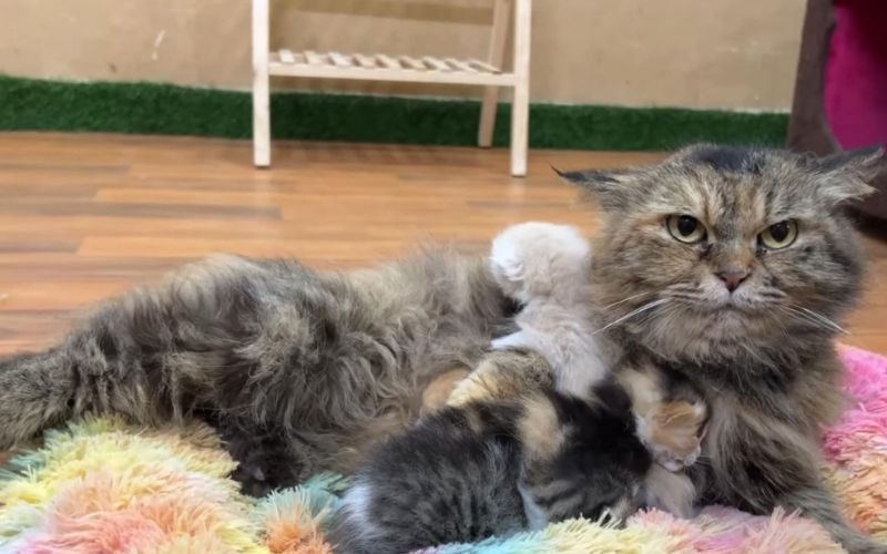 Desperate Mother Cat Brings Her Severely Sick Kittens To A Man She Trusts