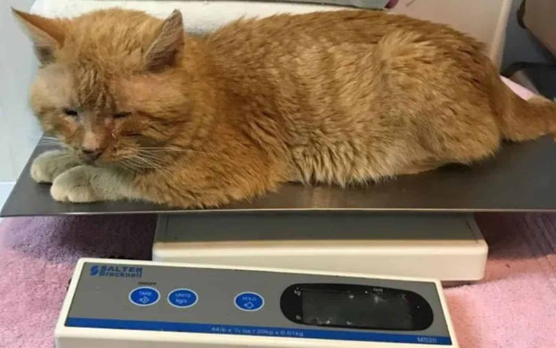 Elderly Stray Cat Can’t Stop Chirping With Joy After Being Saved From ...