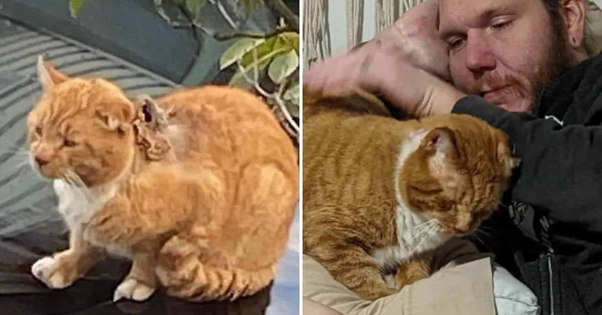 Garfield’s Transformation Journey Took Him From A Wounded Stray To A ...