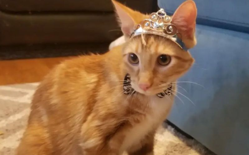 Mom Borrows Orange Cat to Fulfill Daughter's Garfield Dinner Dream