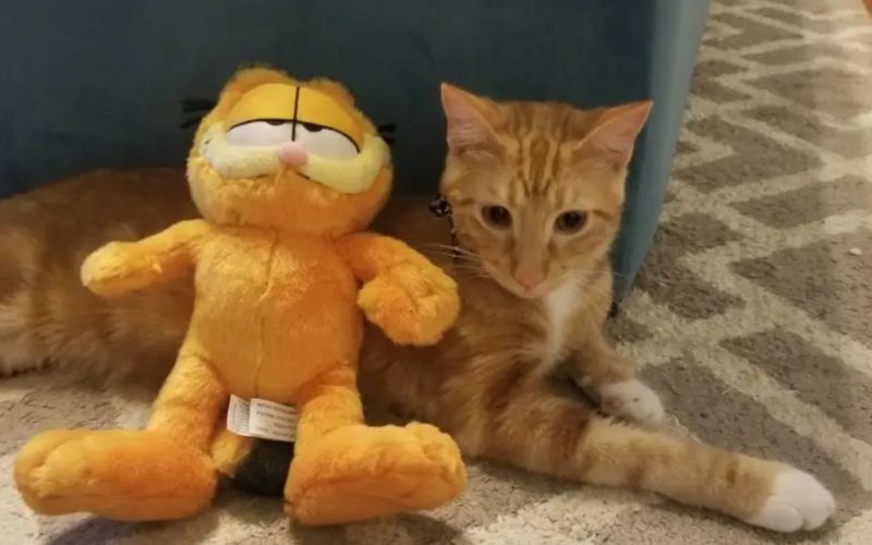 Mom Borrows Orange Cat to Fulfill Daughter's Garfield Dinner Dream