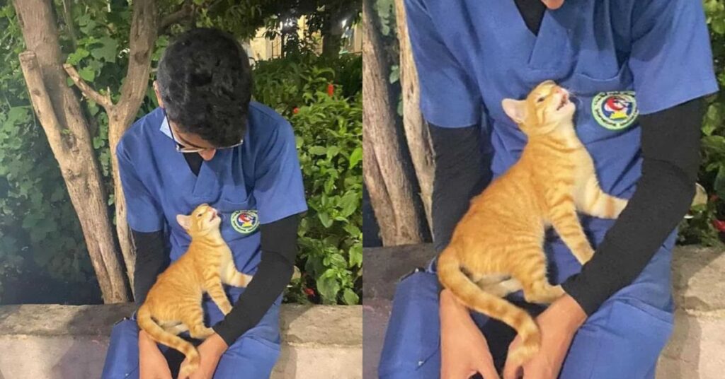 Nurse Finds Unexpected Comfort in a Stray Cat's Embrace