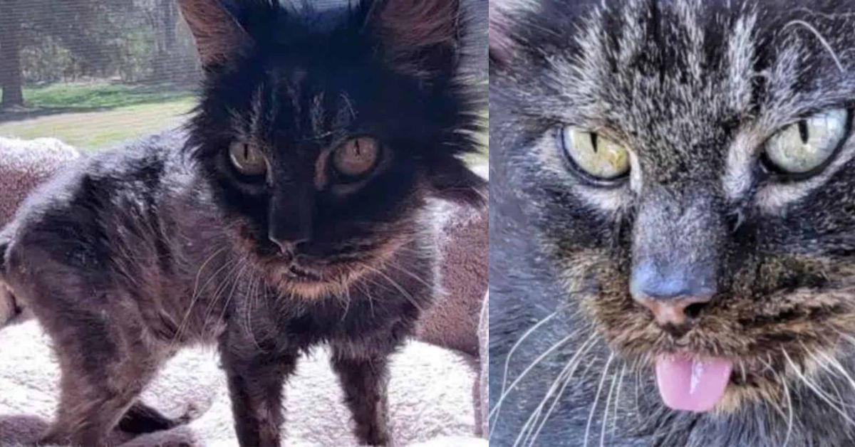 Starving Cat on the Streets Finds Love and Sparks a Movement