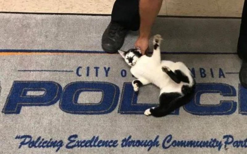 Stray Cat Chooses Police Station as Forever Home in Heartwarming Turn