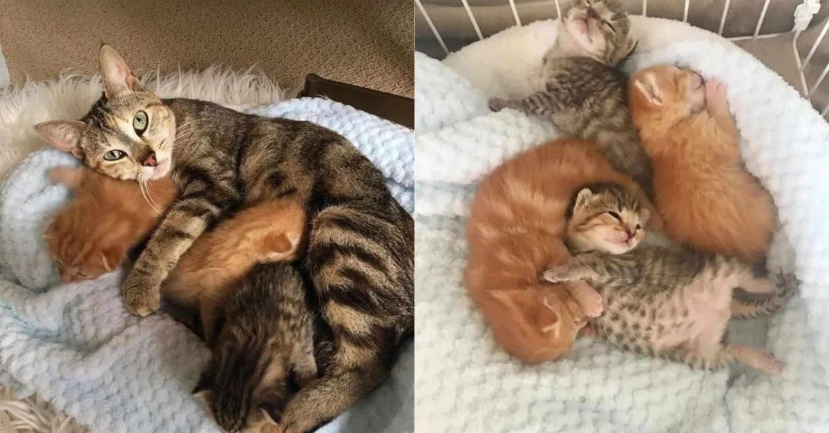Stray Mama Cat Overcomes Fear For Her Babies In Heartwarming Rescue