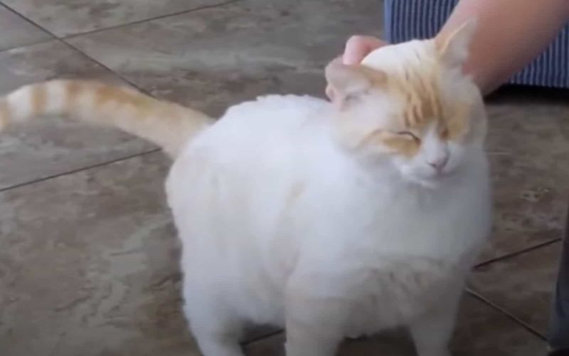 This Cat’s Transformation From A Scruffy Feral To A Cuddly Indoor Cat ...