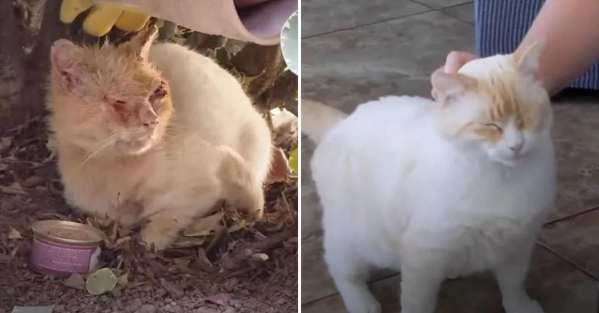 This Cat’s Transformation From A Scruffy Feral To A Cuddly Indoor Cat ...