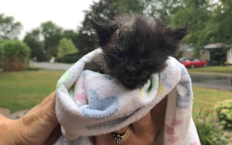 Tiny Kitten's Battle with Tar Leads to Unbelievable Recovery and Love