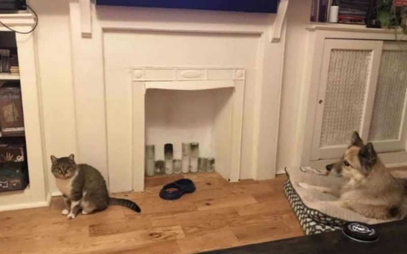 When a Snowstorm Brought A Stray Cat to Our Window: A Heartwarming Tale ...