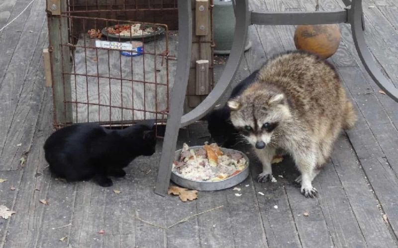 Blind Raccoon Guides Stray Kittens to a New Home, Unveiling Heartfelt Bonds