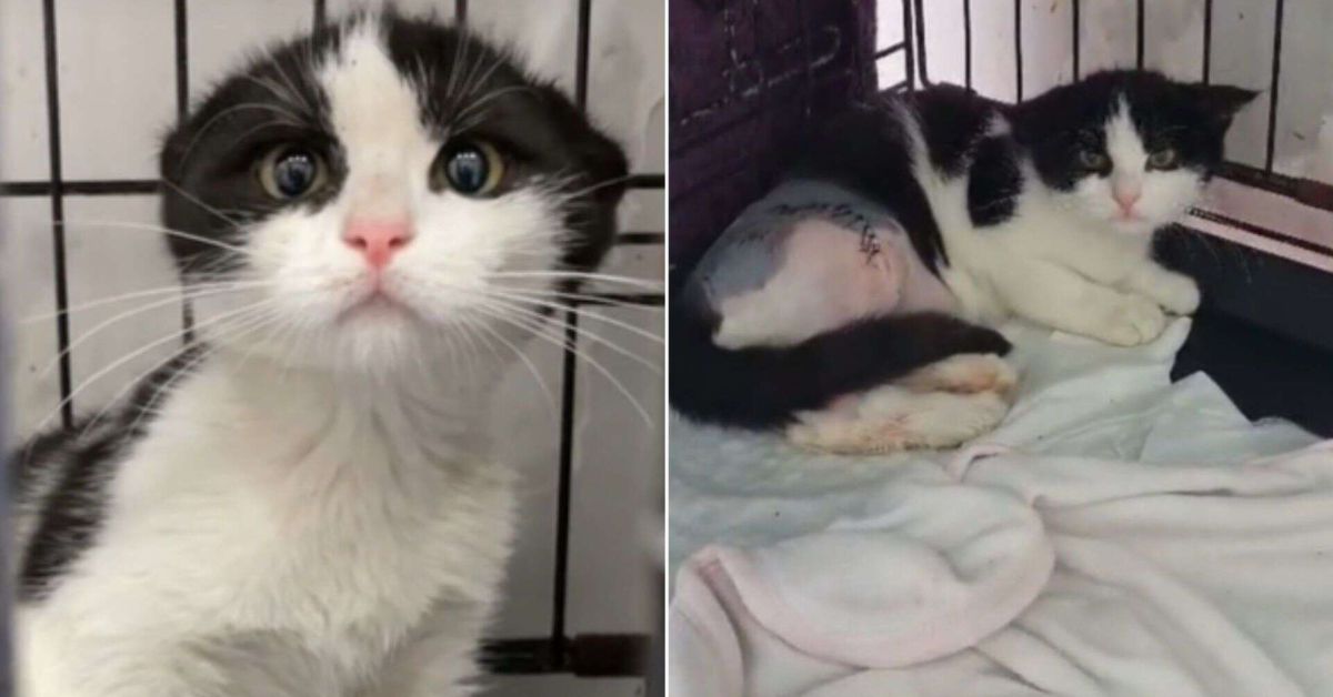 Cat Miraculously Survives A Hit-And-Run Accident And Gets Rescued In ...