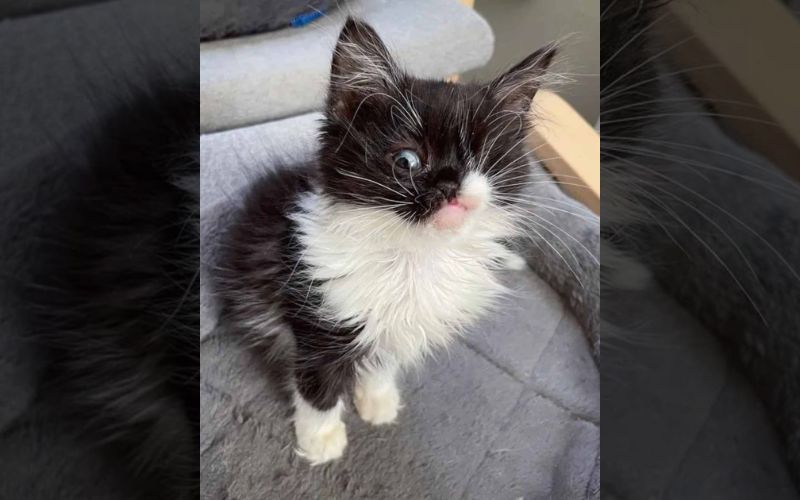 Charming Kitty With A Winking Face Finds A Way To This Family’s Home ...