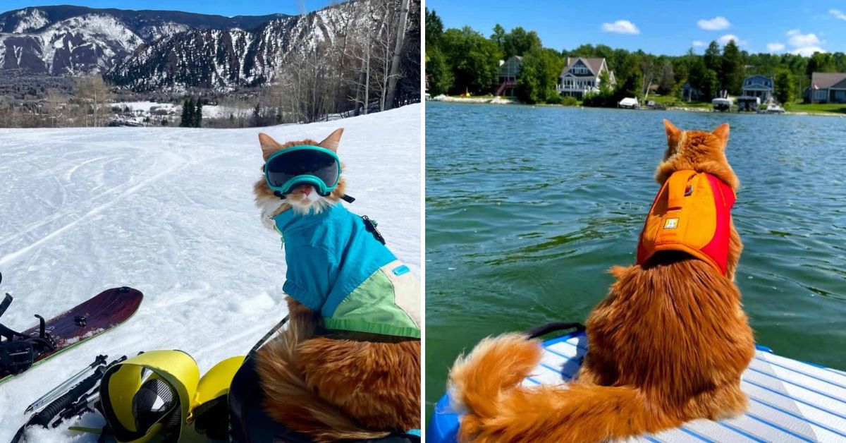 From Skiing To Swimming, This Adventurous Kitty Is A True Sports Aficionado
