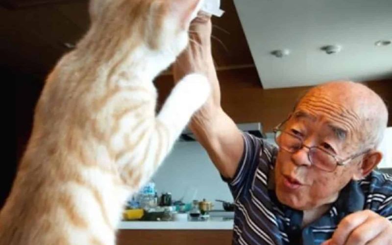 How Kinako the Cat Brought Joy Back to Grandpa Jiji's Life