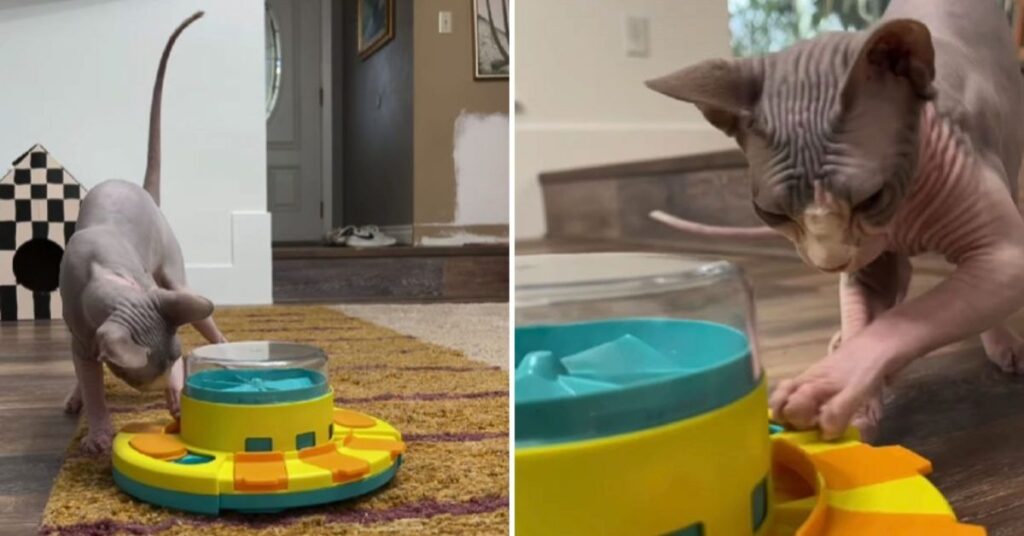 Meet Marshal: The Hairless Cat Who Outsmarts Dogs and Steals Hearts