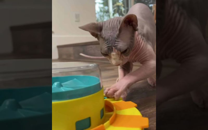 Meet Marshal: The Hairless Cat Who Outsmarts Dogs and Steals Hearts