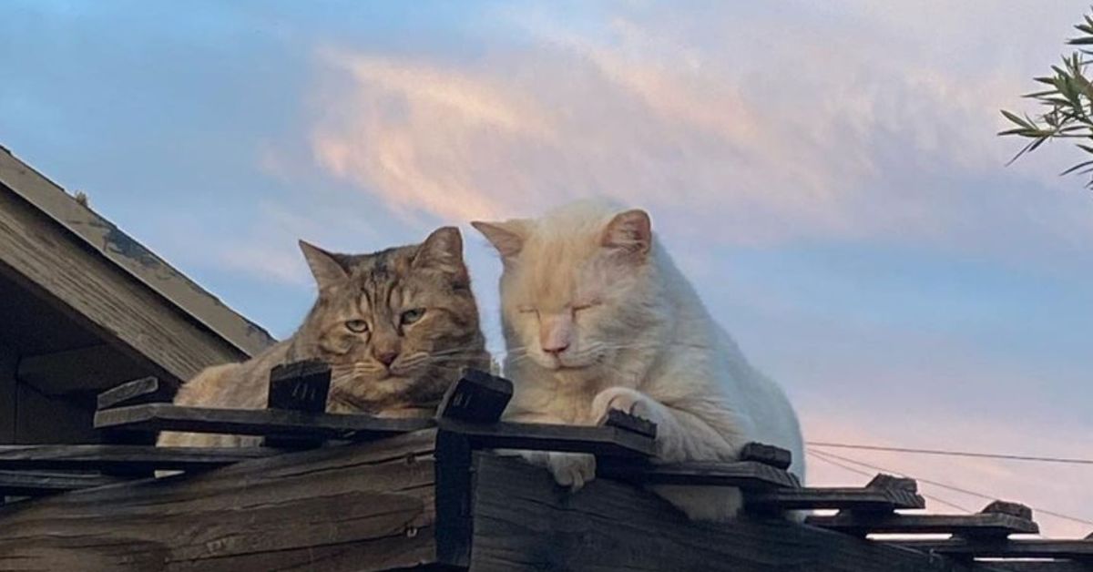 The Relationship Between These Two Feral Cats Is Truly Something Out Of ...