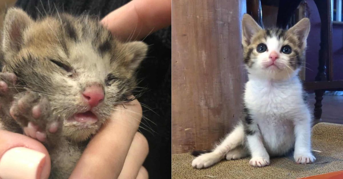 Very Few People Believed This Lifeless Kitten Would Pull Through But A ...