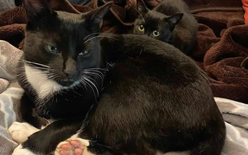 You Won’t Believe What This Woman Did With Her Backyard For Her Beloved ...