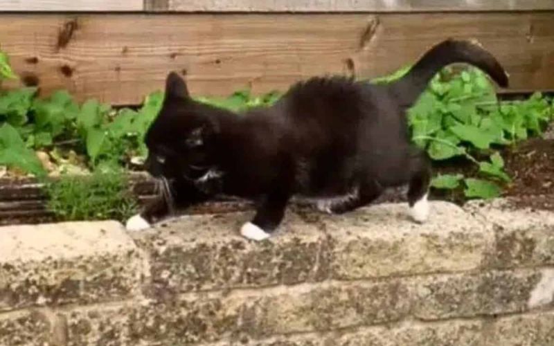 You Won’t Believe What This Woman Did With Her Backyard For Her Beloved ...