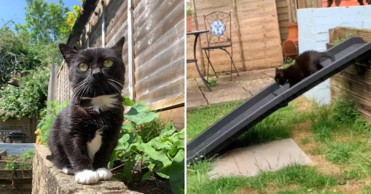 You Won’t Believe What This Woman Did With Her Backyard For Her Beloved ...